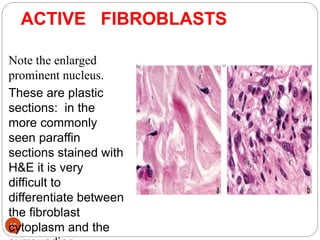 HISTOLOGY OF CONNECTIVE TISSUE IN ANATOMY | PPTX