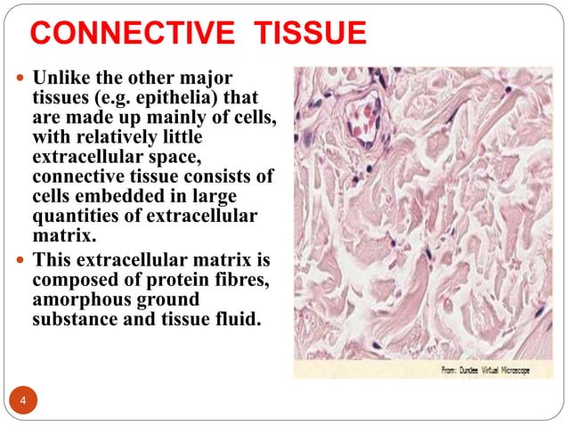HISTOLOGY OF CONNECTIVE TISSUE IN ANATOMY | PPTX