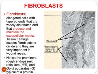HISTOLOGY OF CONNECTIVE TISSUE IN ANATOMY | PPTX
