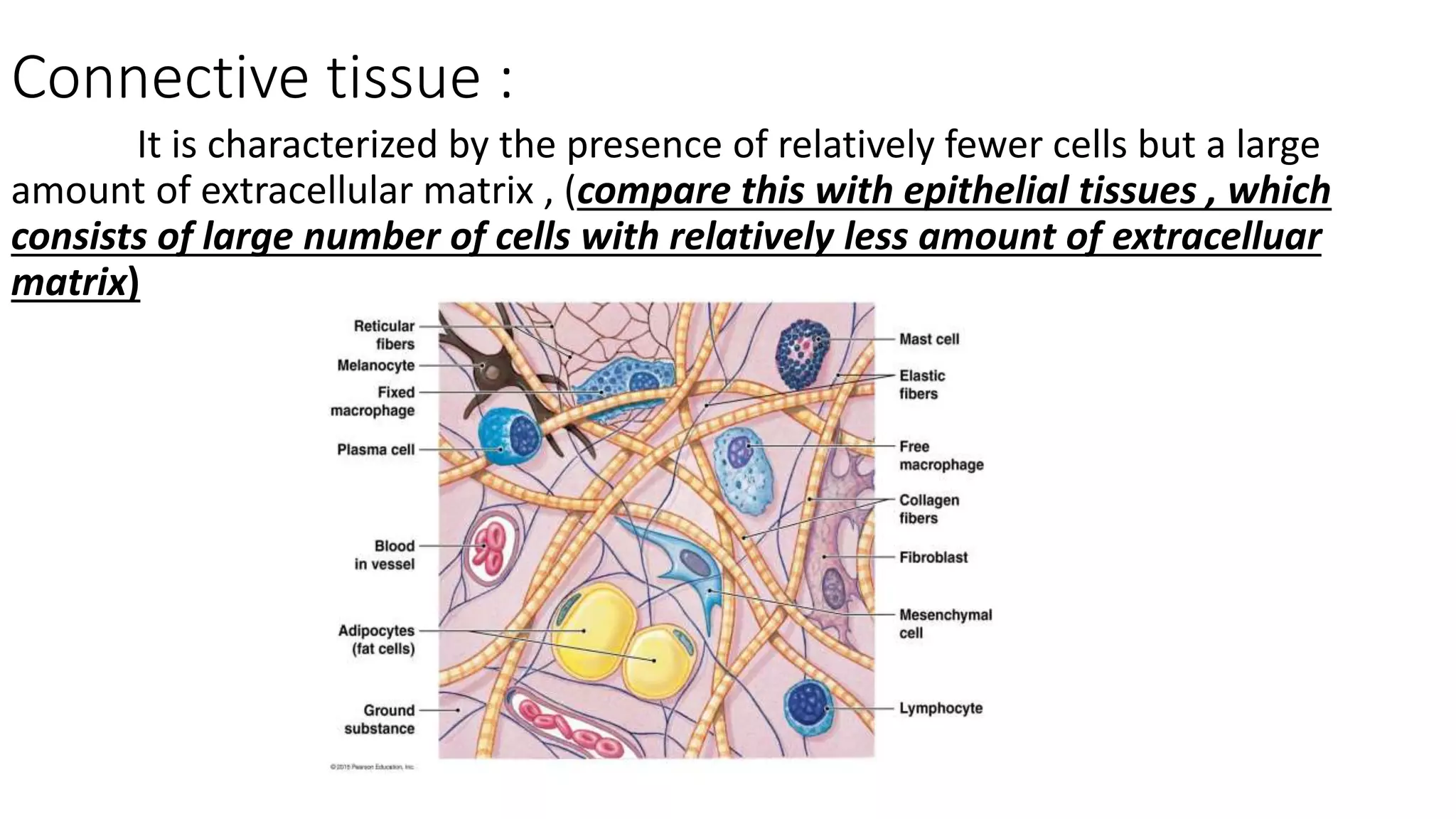 Connective tissue | PPT