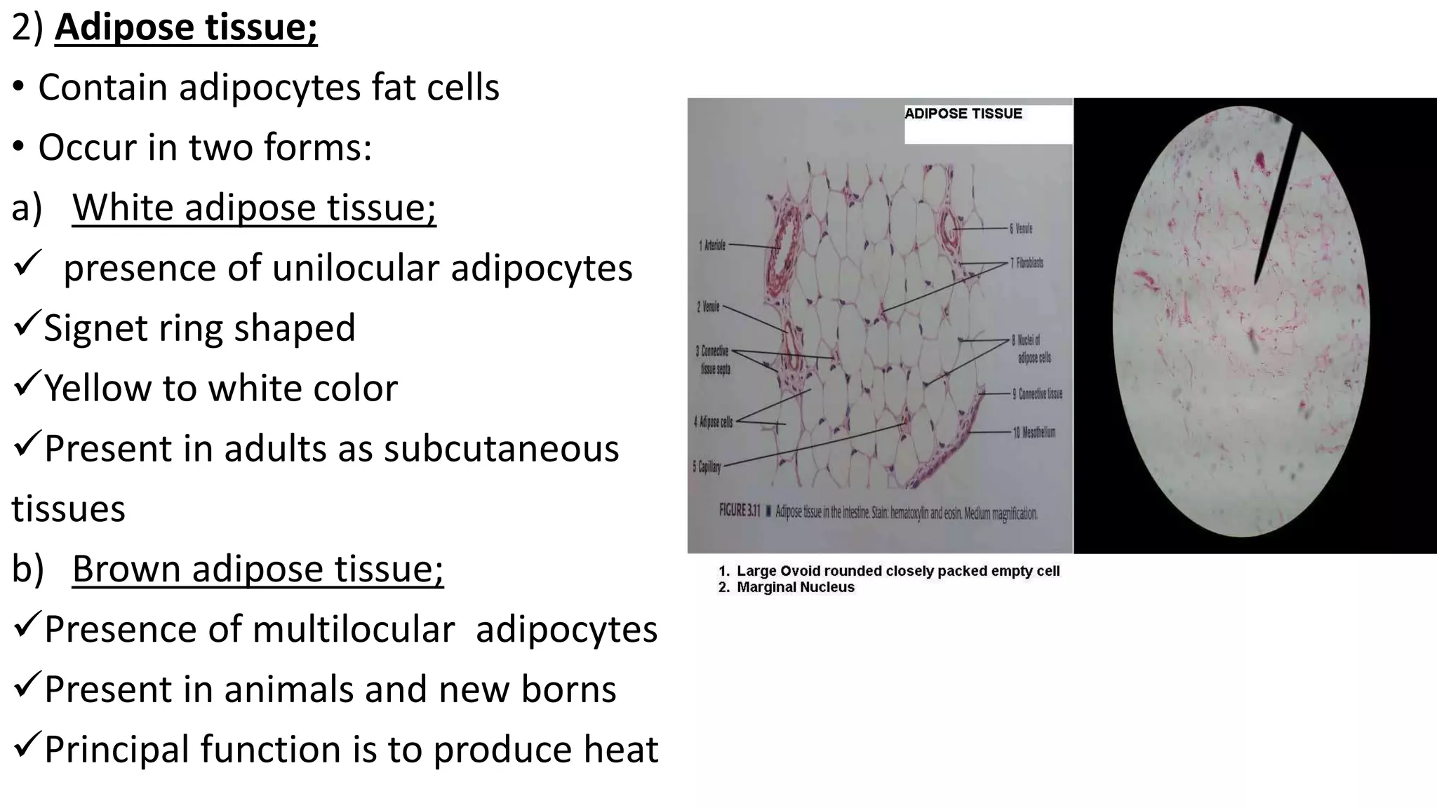 Connective tissue | PPTX