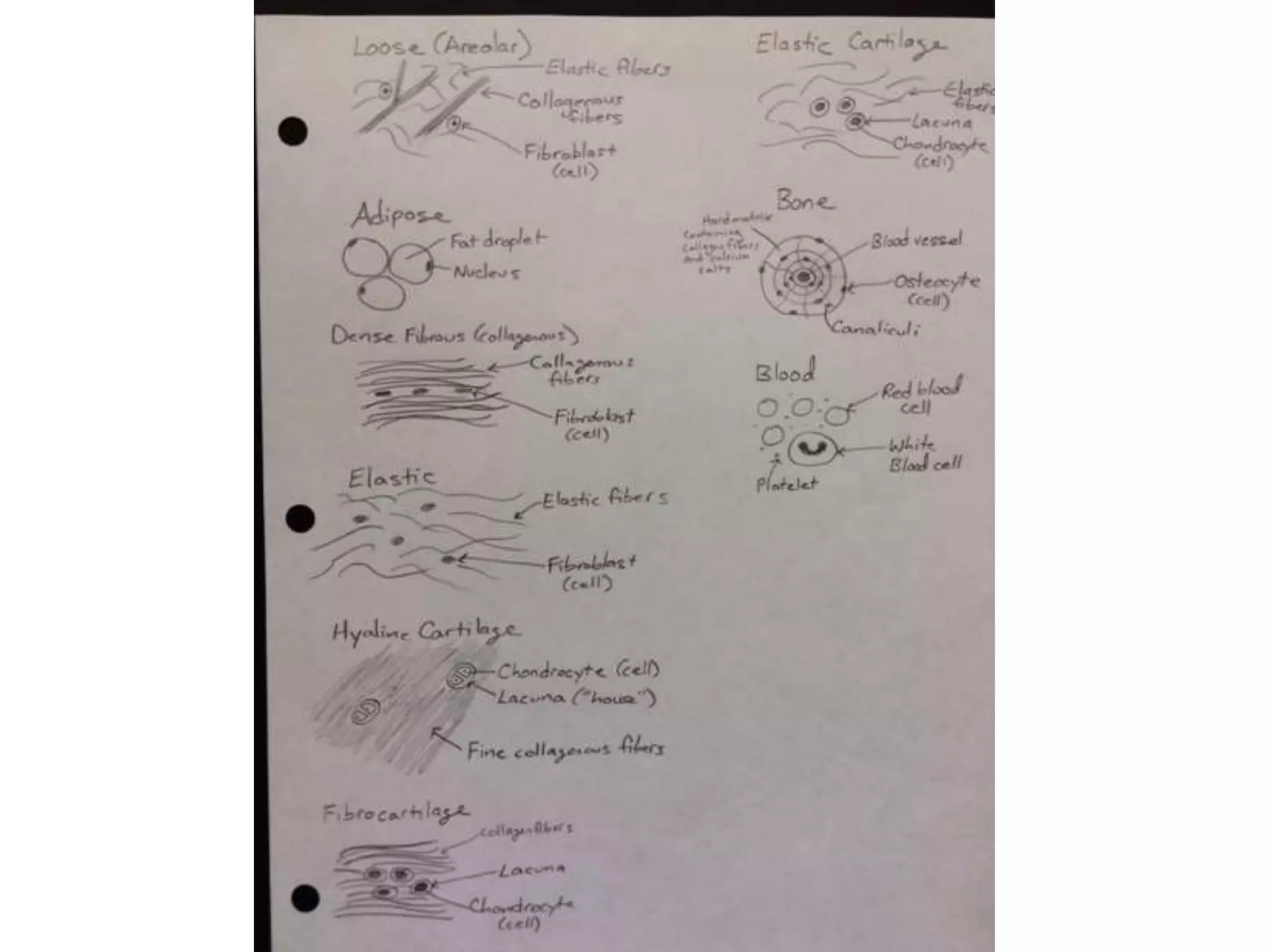 Connective tissue drawings | PPTX