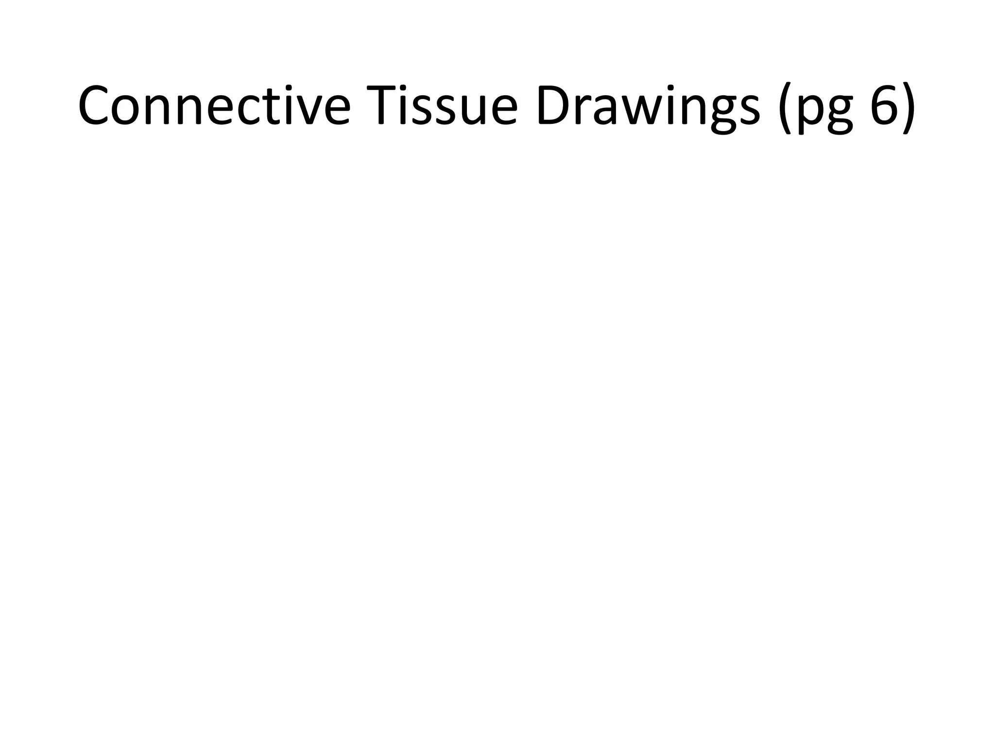 Connective tissue drawings | PPT