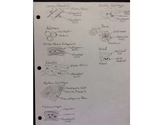 Connective tissue drawings | PPTX