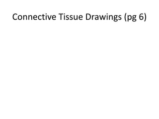 Connective tissue drawings | PPT