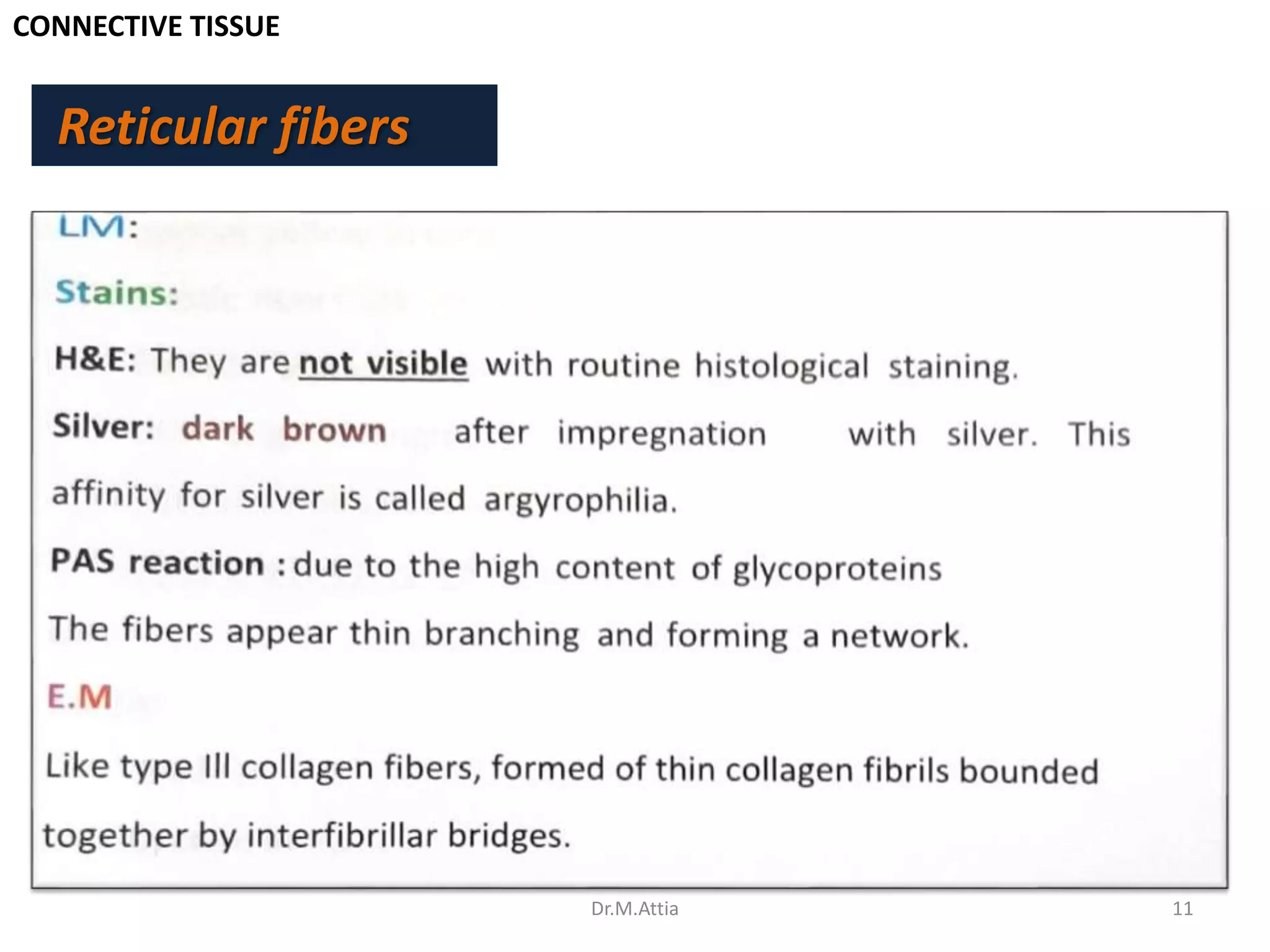 Connective Tissue Fibers Histology | PPTX
