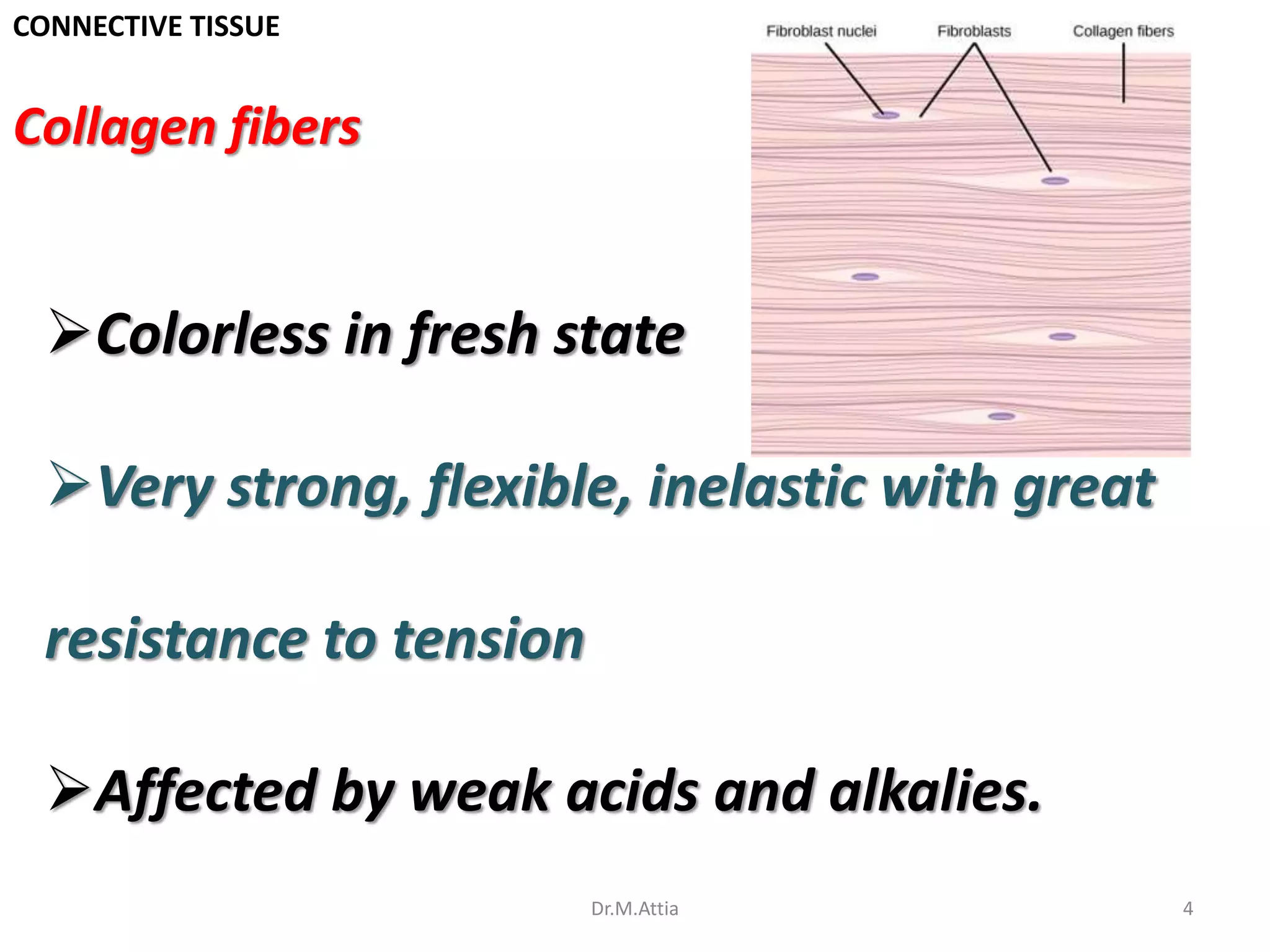 Connective Tissue Fibers Histology | PPTX