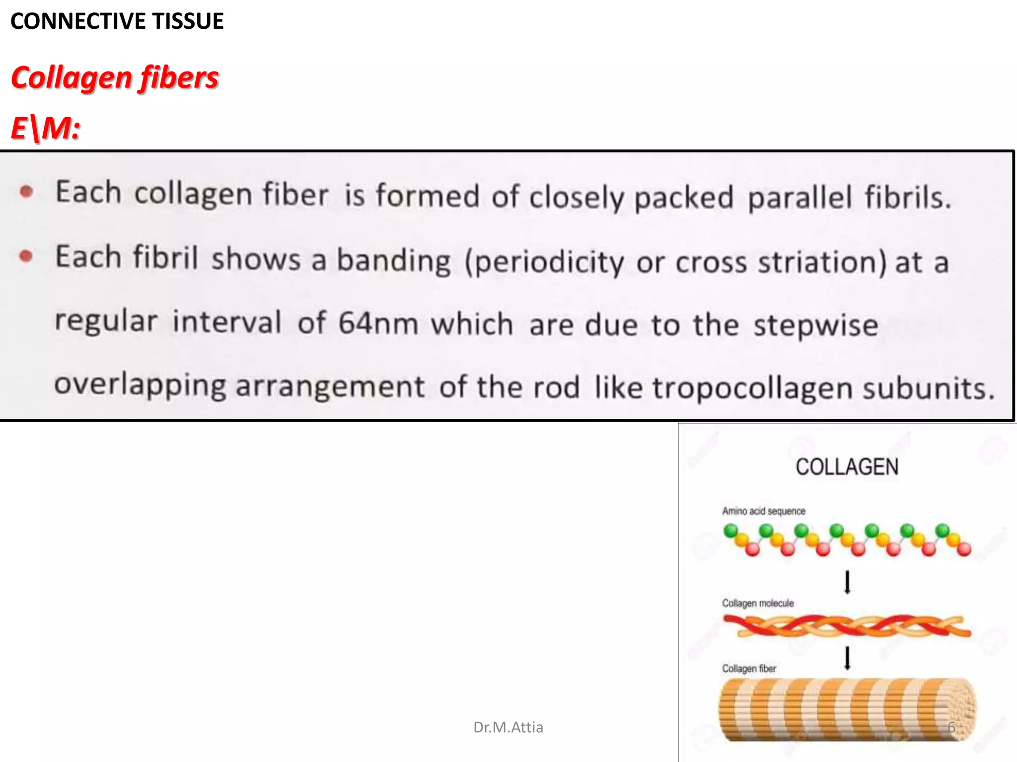 Connective Tissue Fibers Histology | PPTX