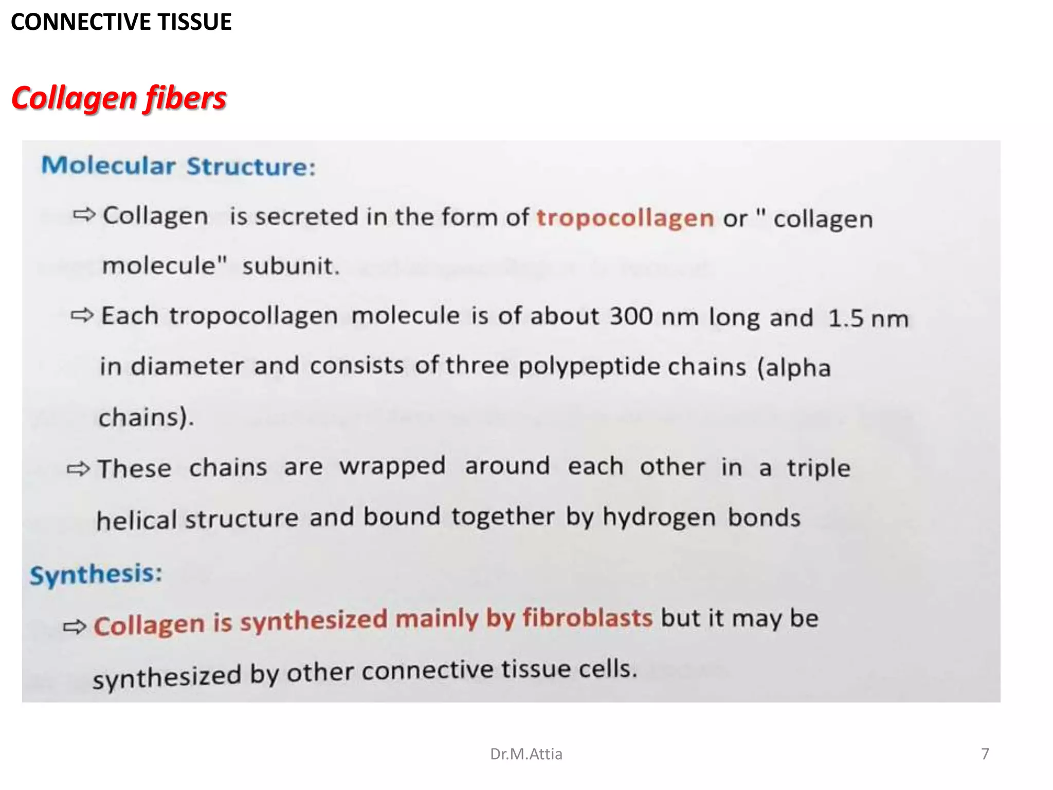 Connective Tissue Fibers Histology | PPTX