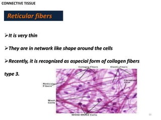 Connective Tissue Fibers Histology | PPTX