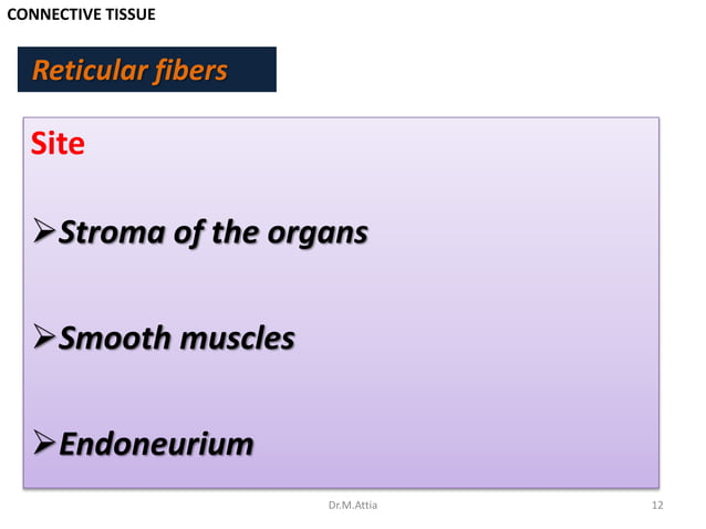 Connective Tissue Fibers Histology | PPT