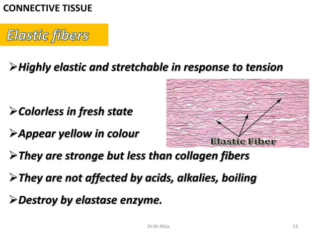 Connective Tissue Fibers Histology | PPT