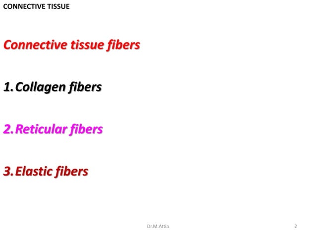Connective Tissue Fibers Histology | PPT