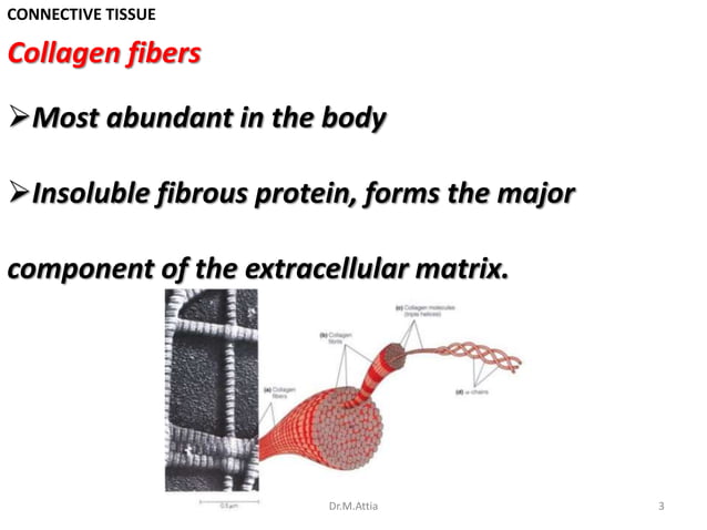 Connective Tissue Fibers Histology | PPT