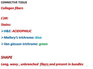 Connective Tissue Fibers Histology | PPTX