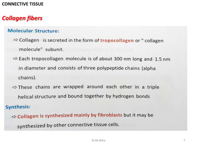 Connective Tissue Fibers Histology | PPT
