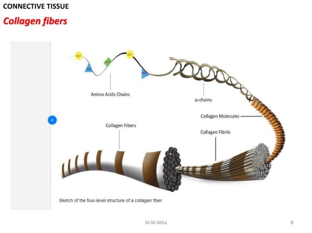 Connective Tissue Fibers Histology | PPT