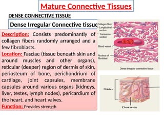 CONNECTIVE TISSUE FINAL for pharmacy degree | PPTX