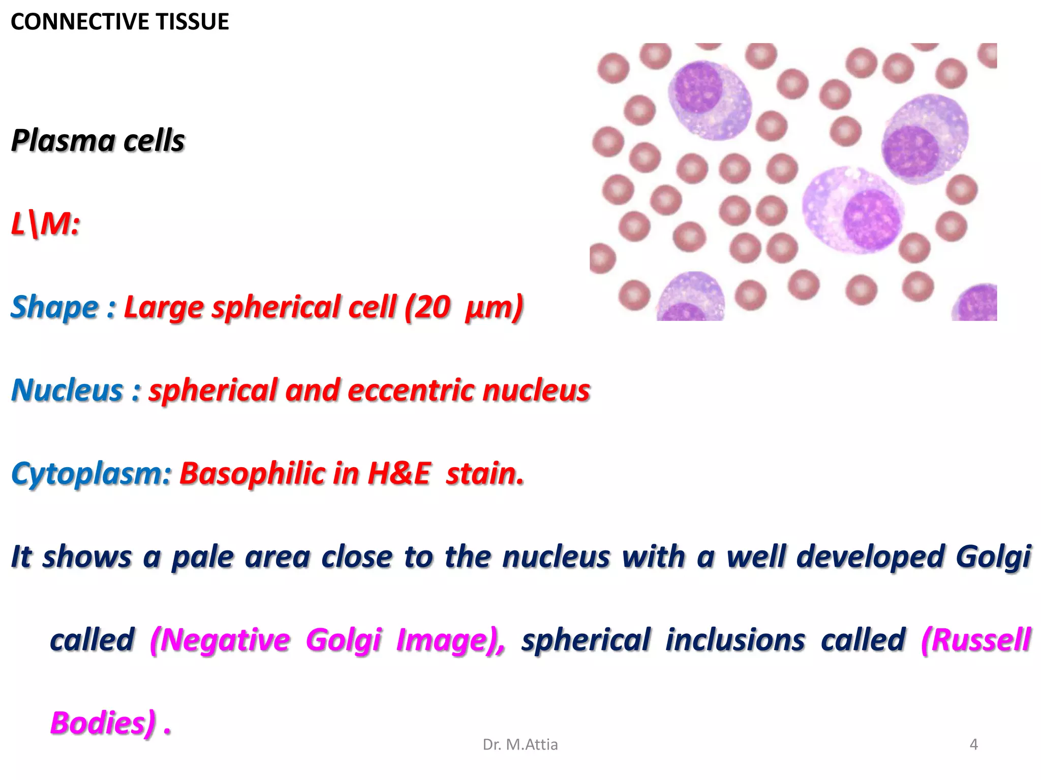 Connective Tissue Free Cells Histology | PPTX