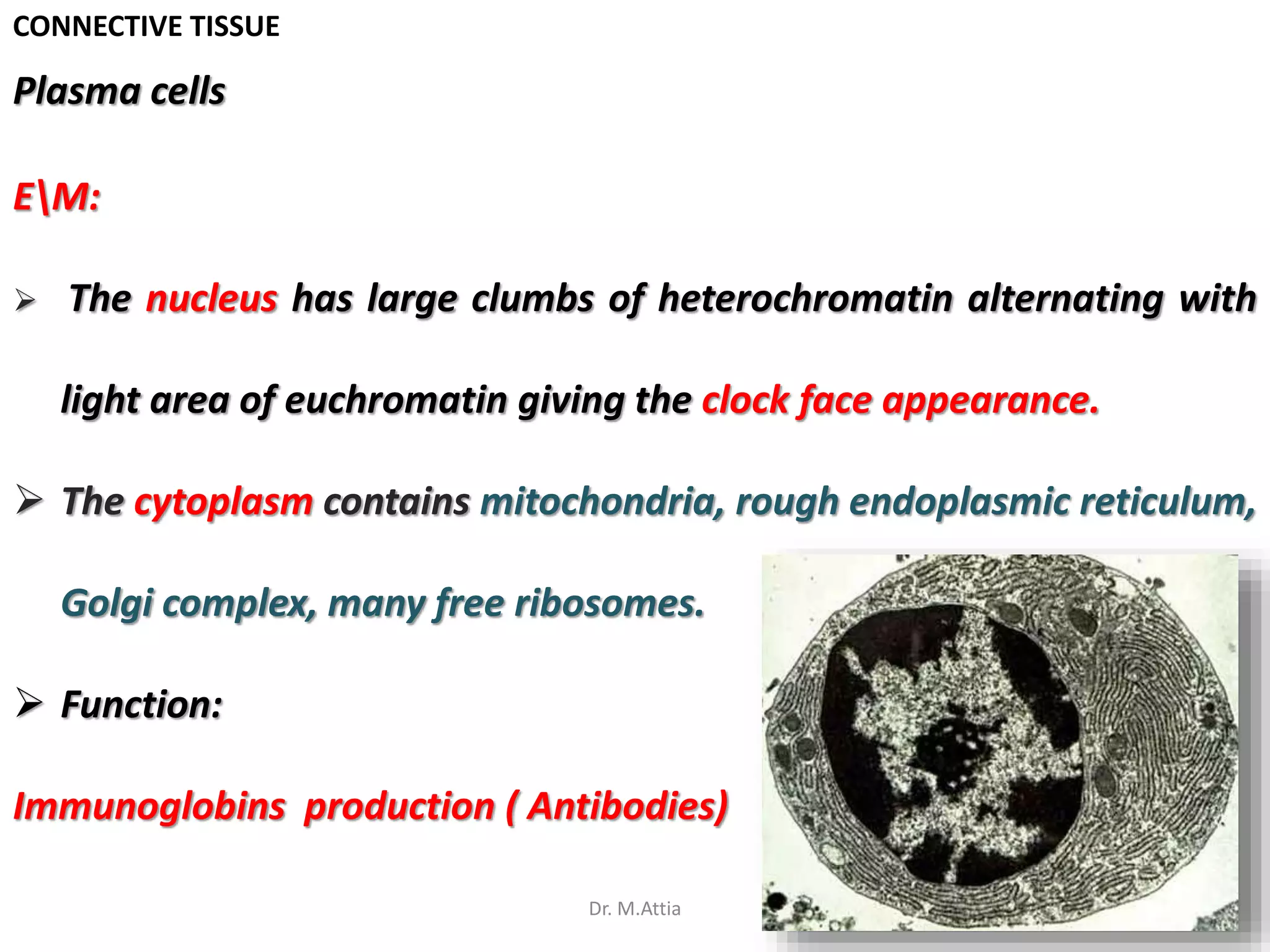 Connective Tissue Free Cells Histology | PPTX