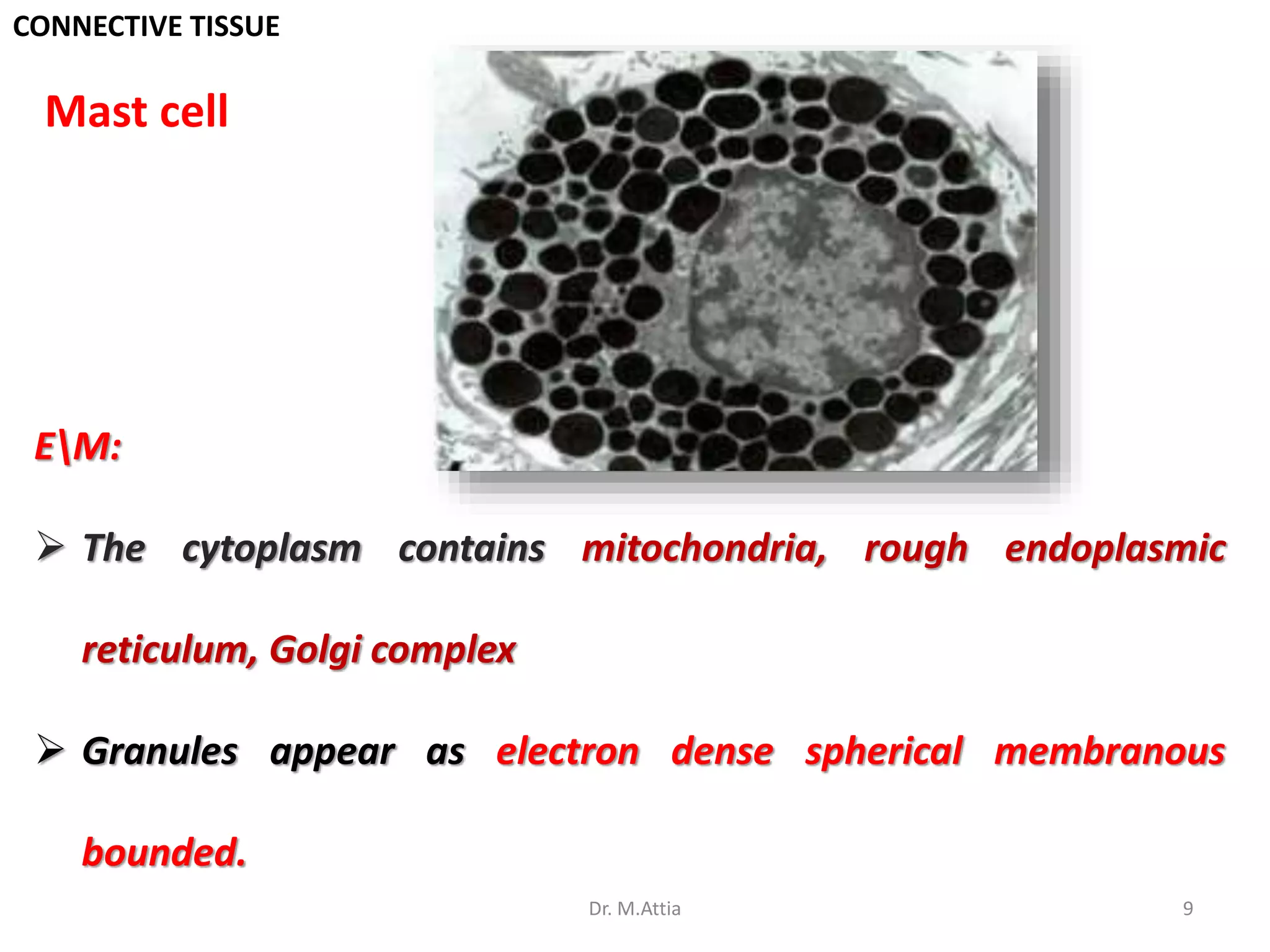Connective Tissue Free Cells Histology | PPTX