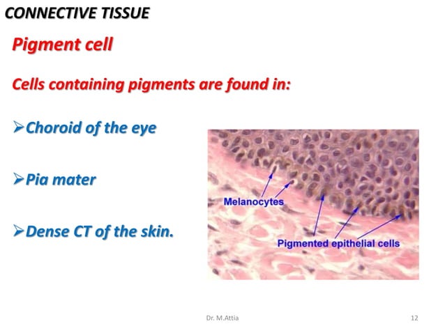 Connective Tissue Free Cells Histology | PPTX | Biological Sciences ...