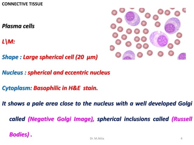 Connective Tissue Free Cells Histology | PPTX | Biological Sciences ...