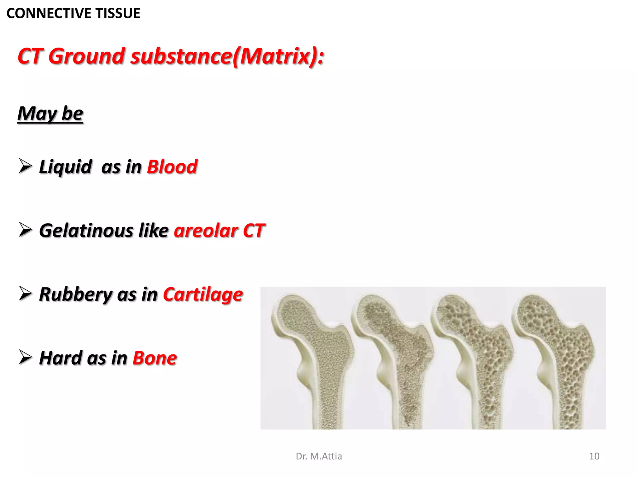 Connective Tissue Fixed Cells Histology | PPTX