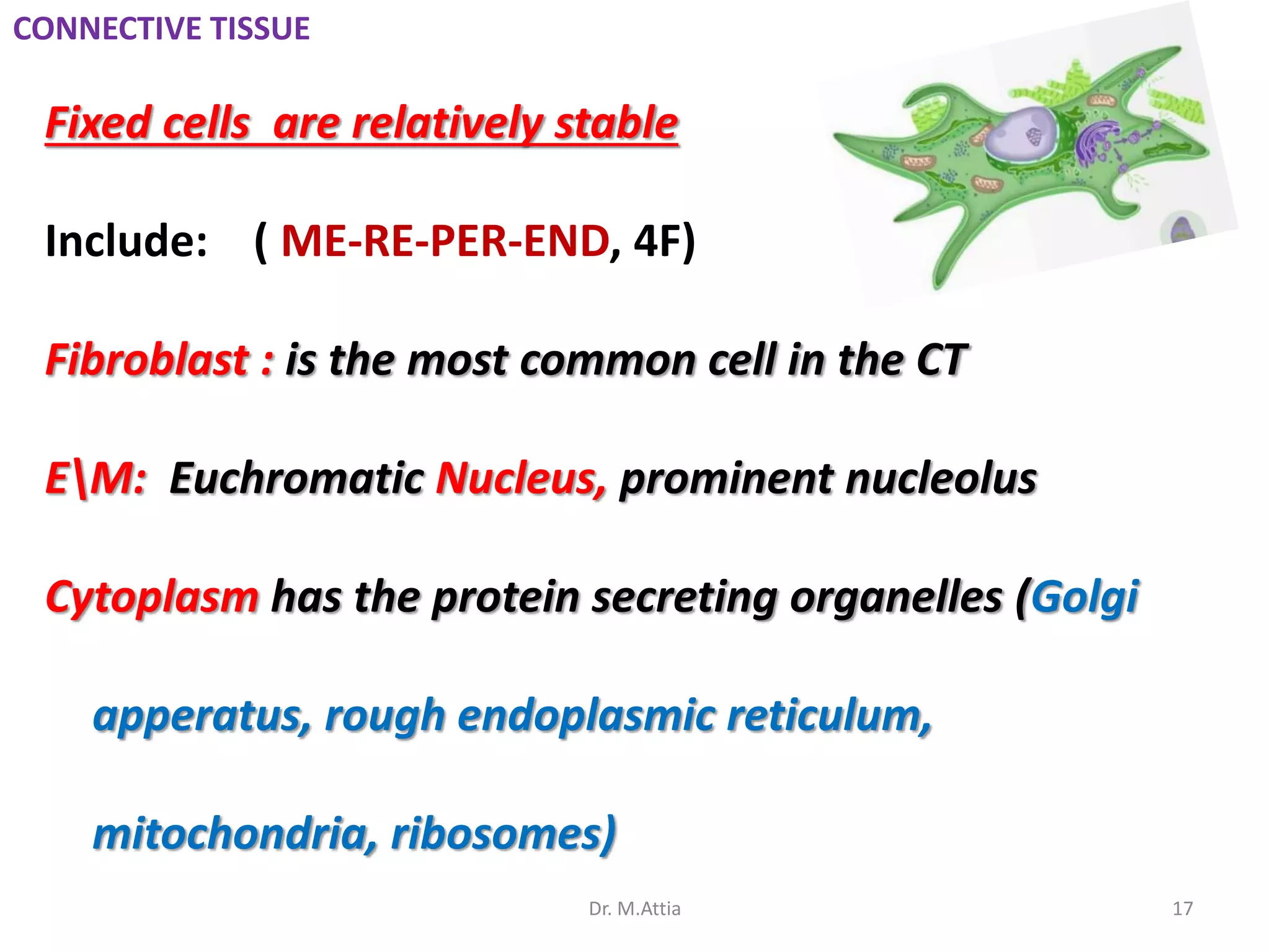 Connective Tissue Fixed Cells Histology | PPTX