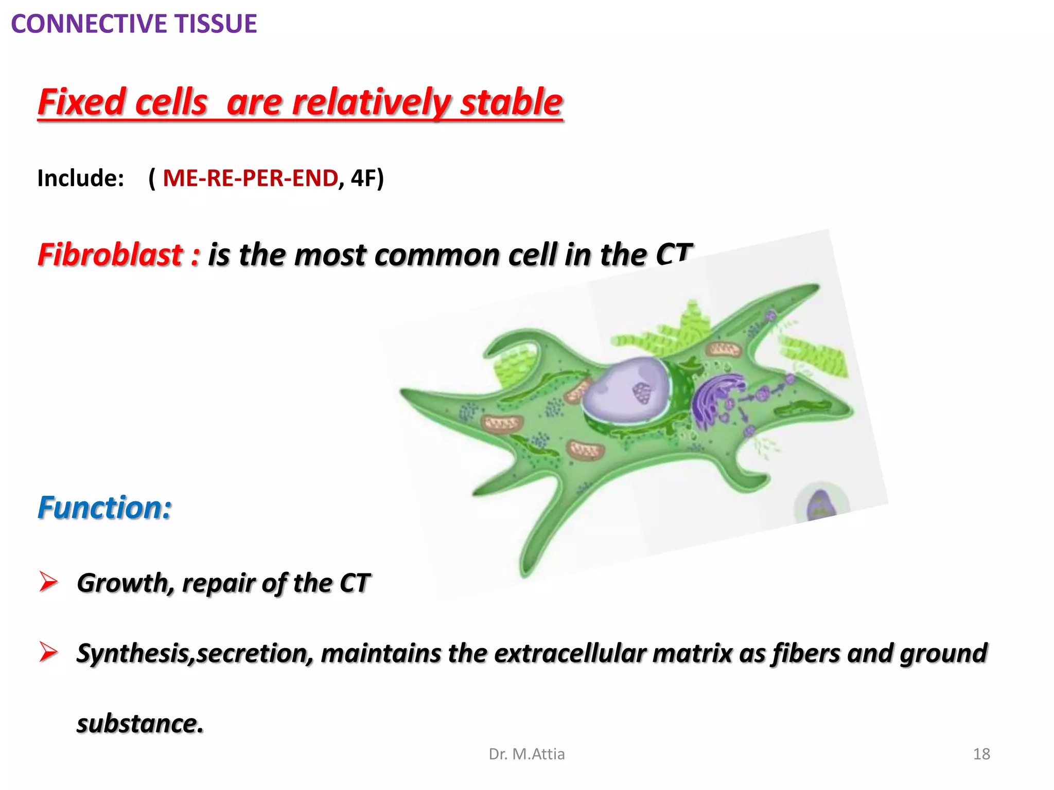 Connective Tissue Fixed Cells Histology | PPTX