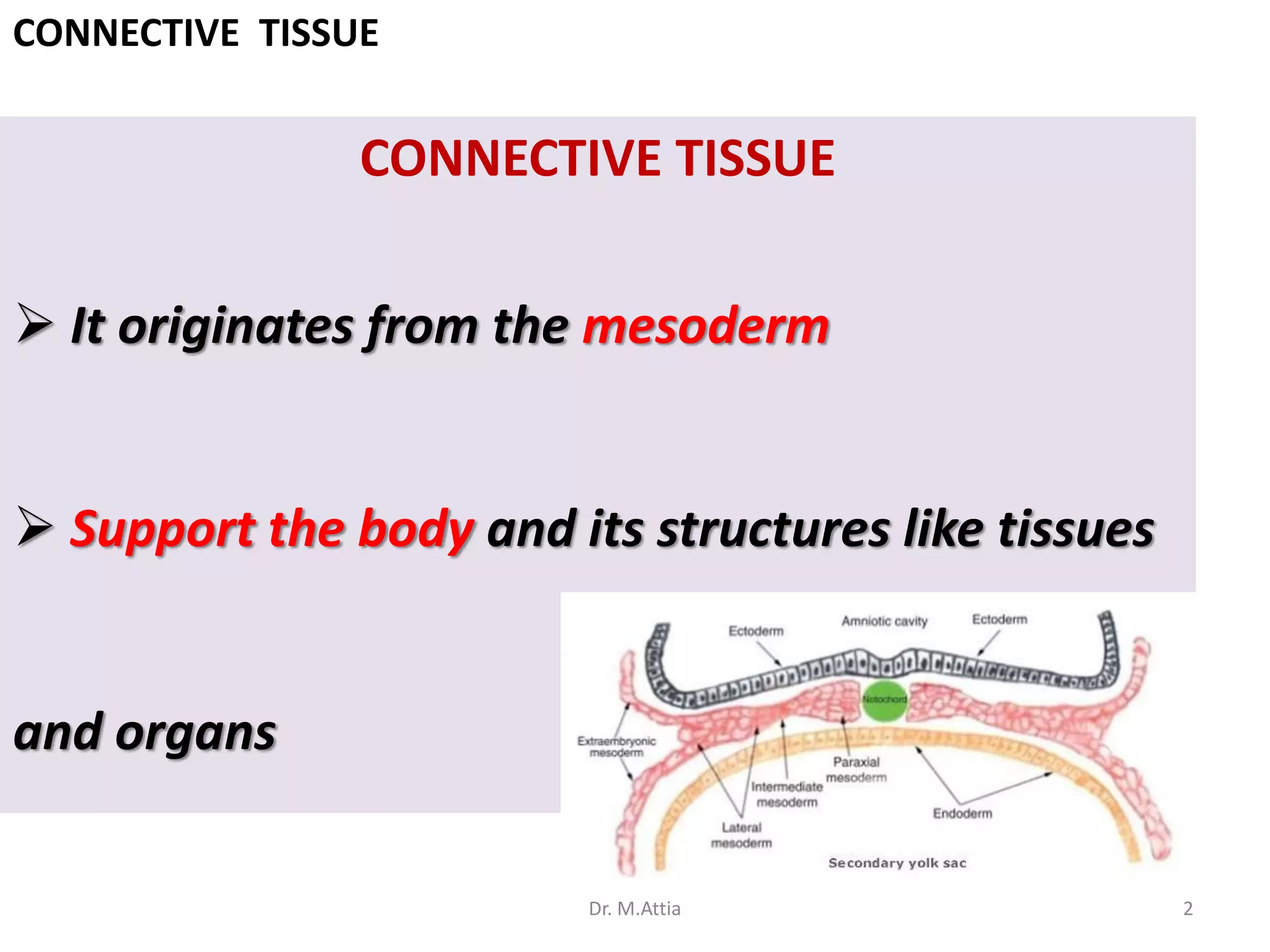 Connective Tissue Fixed Cells Histology | PPTX