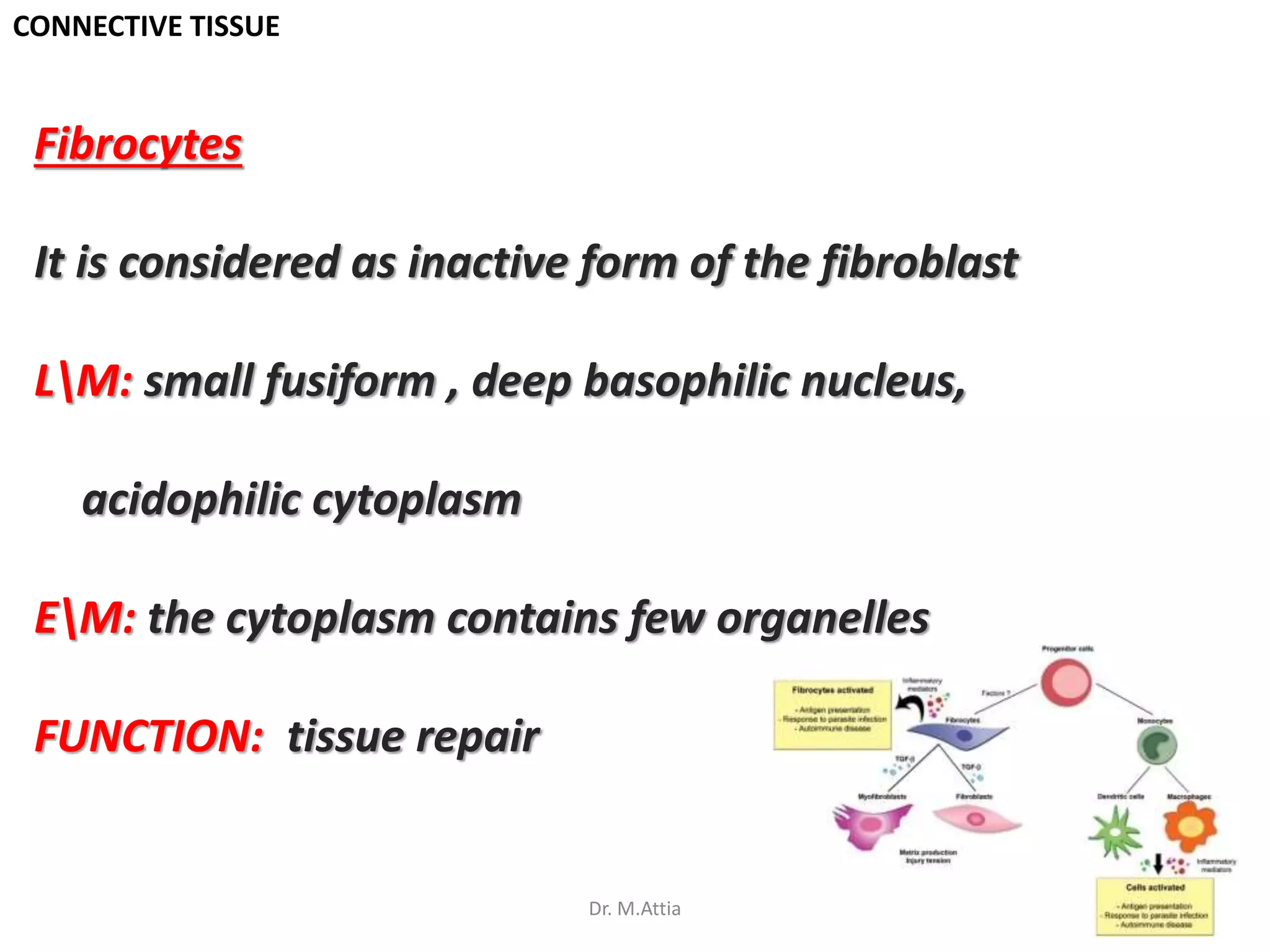 Connective Tissue Fixed Cells Histology | PPTX