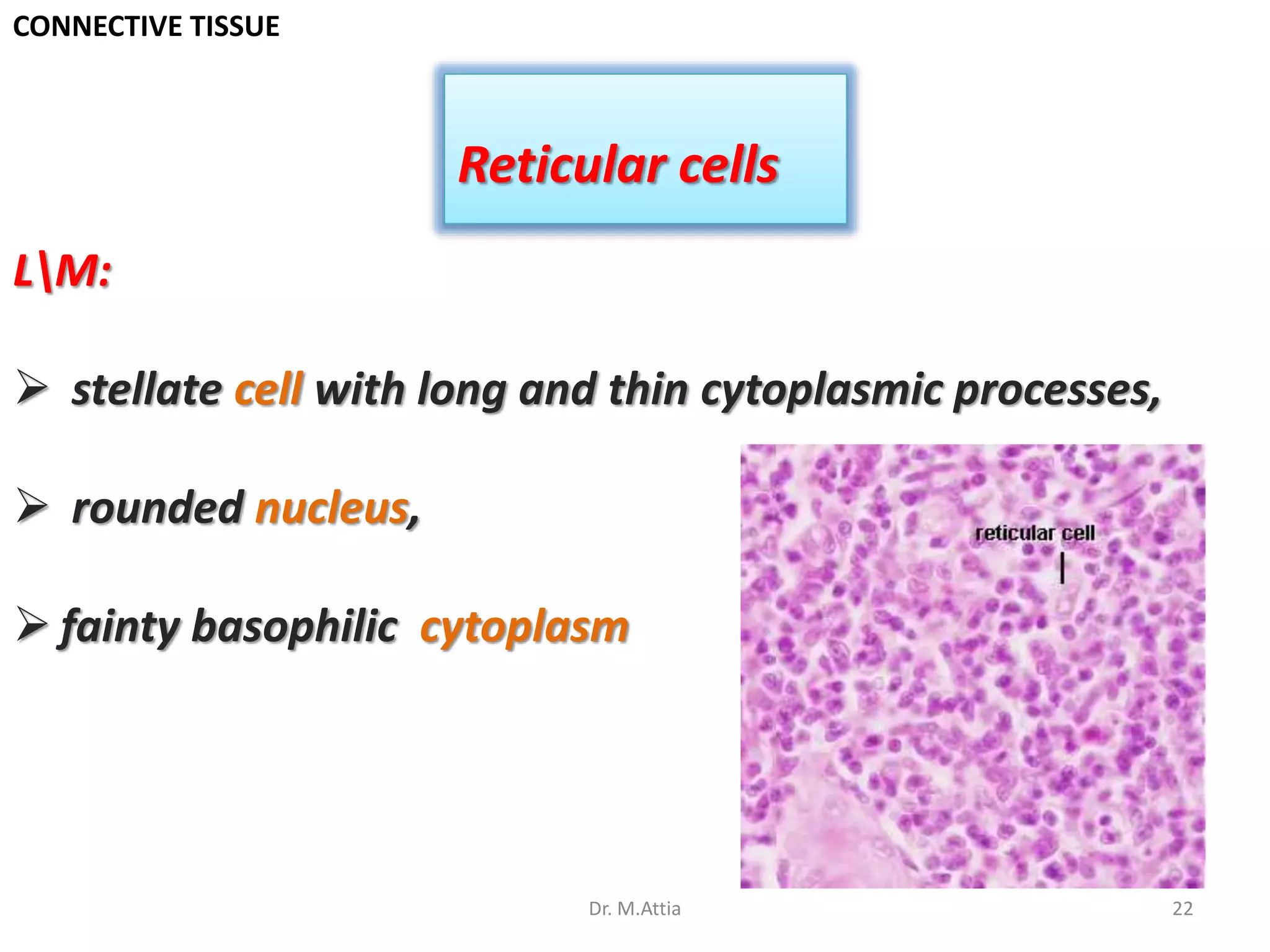 Connective Tissue Fixed Cells Histology | PPTX