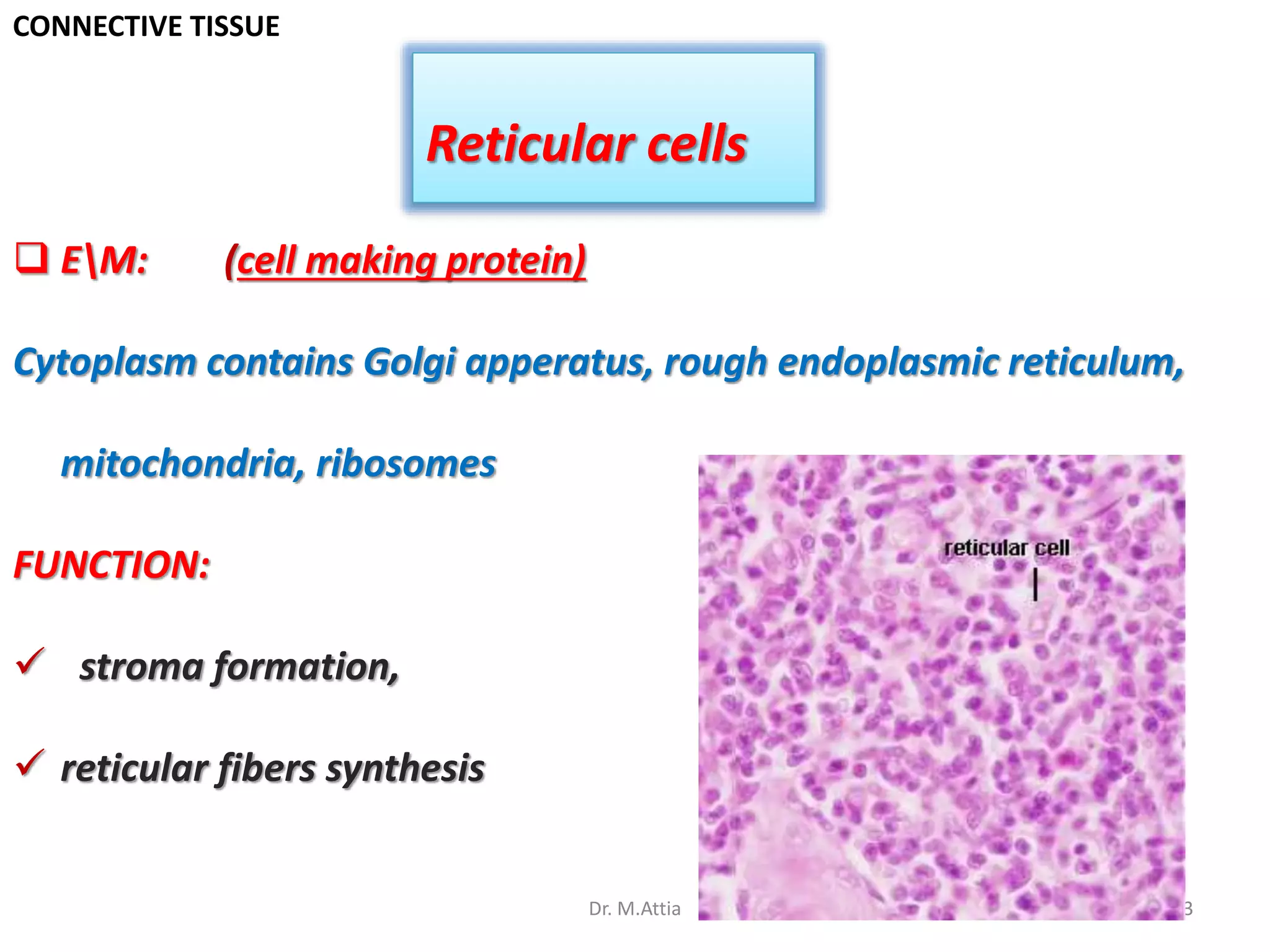 Connective Tissue Fixed Cells Histology | PPTX