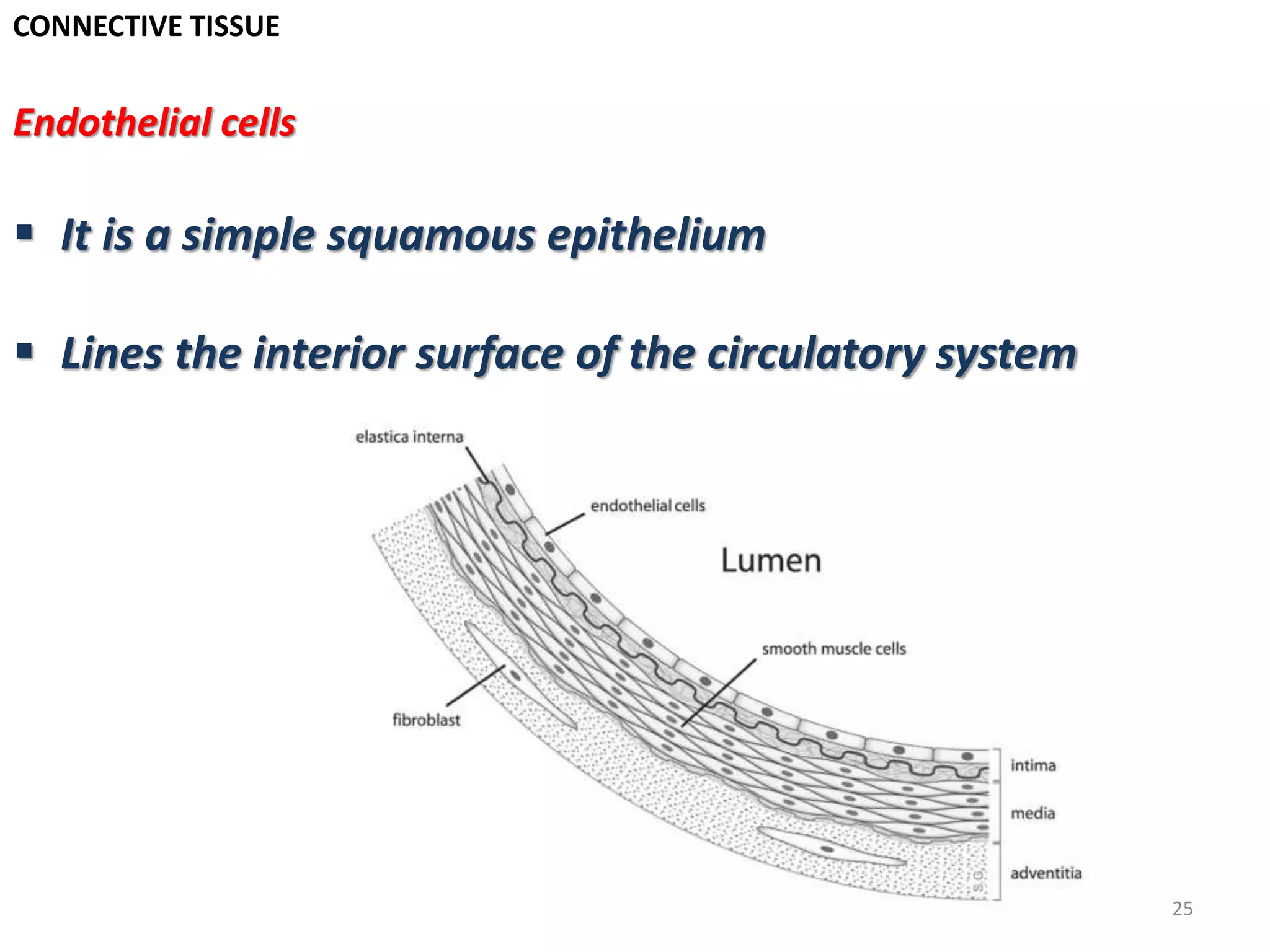 Connective Tissue Fixed Cells Histology | PPTX