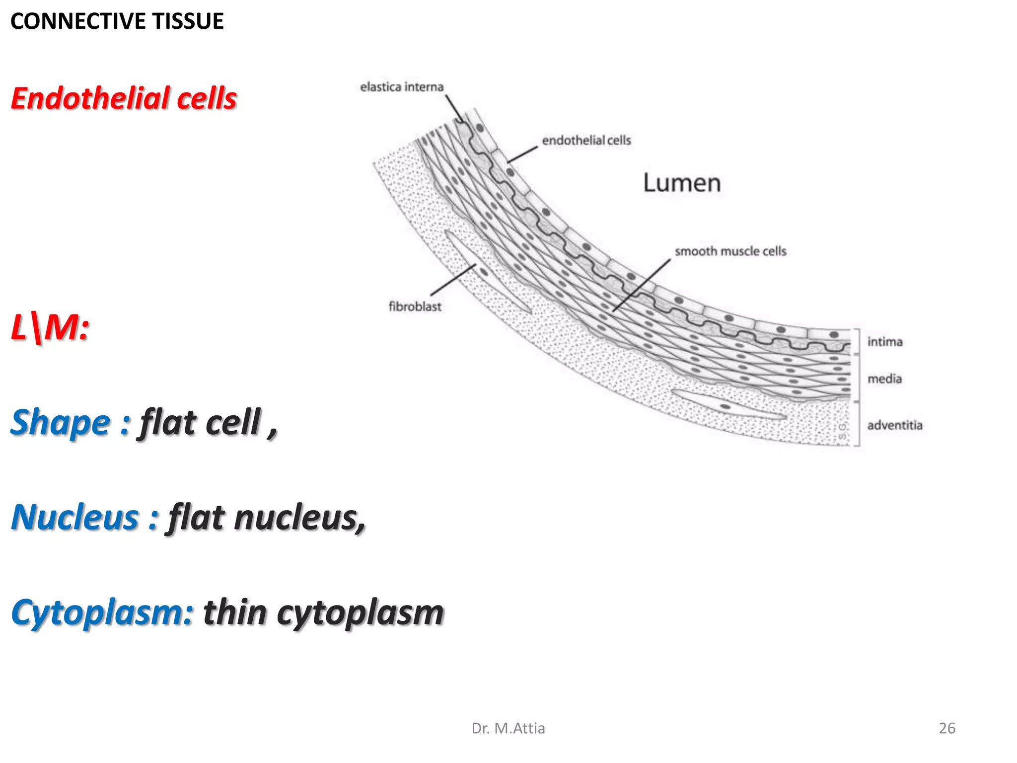 Connective Tissue Fixed Cells Histology | PPTX