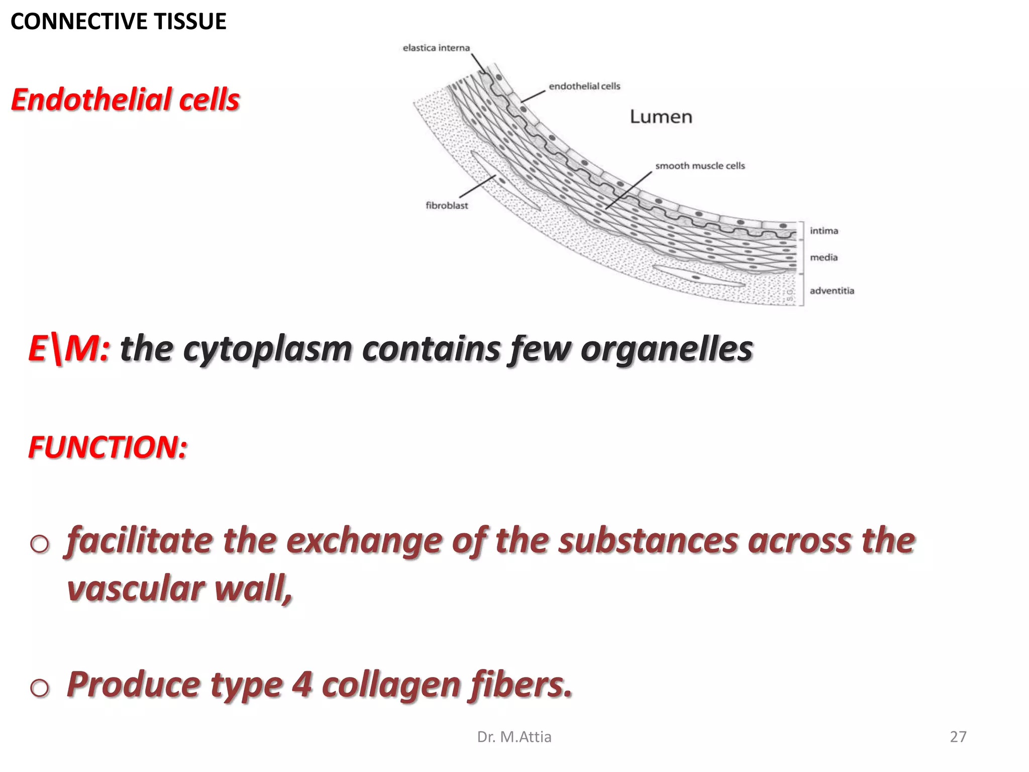 Connective Tissue Fixed Cells Histology | PPTX