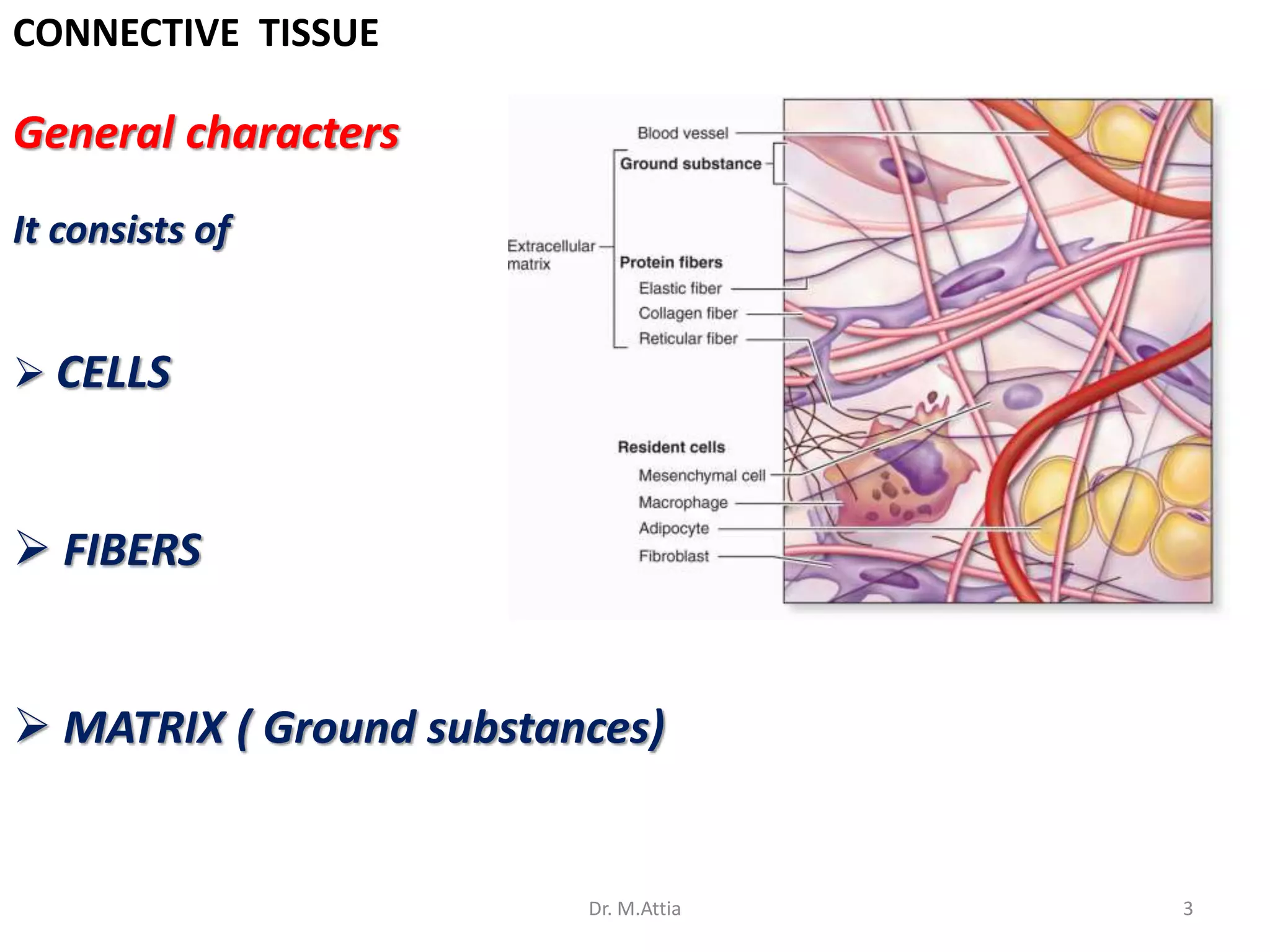 Connective Tissue Fixed Cells Histology | PPTX