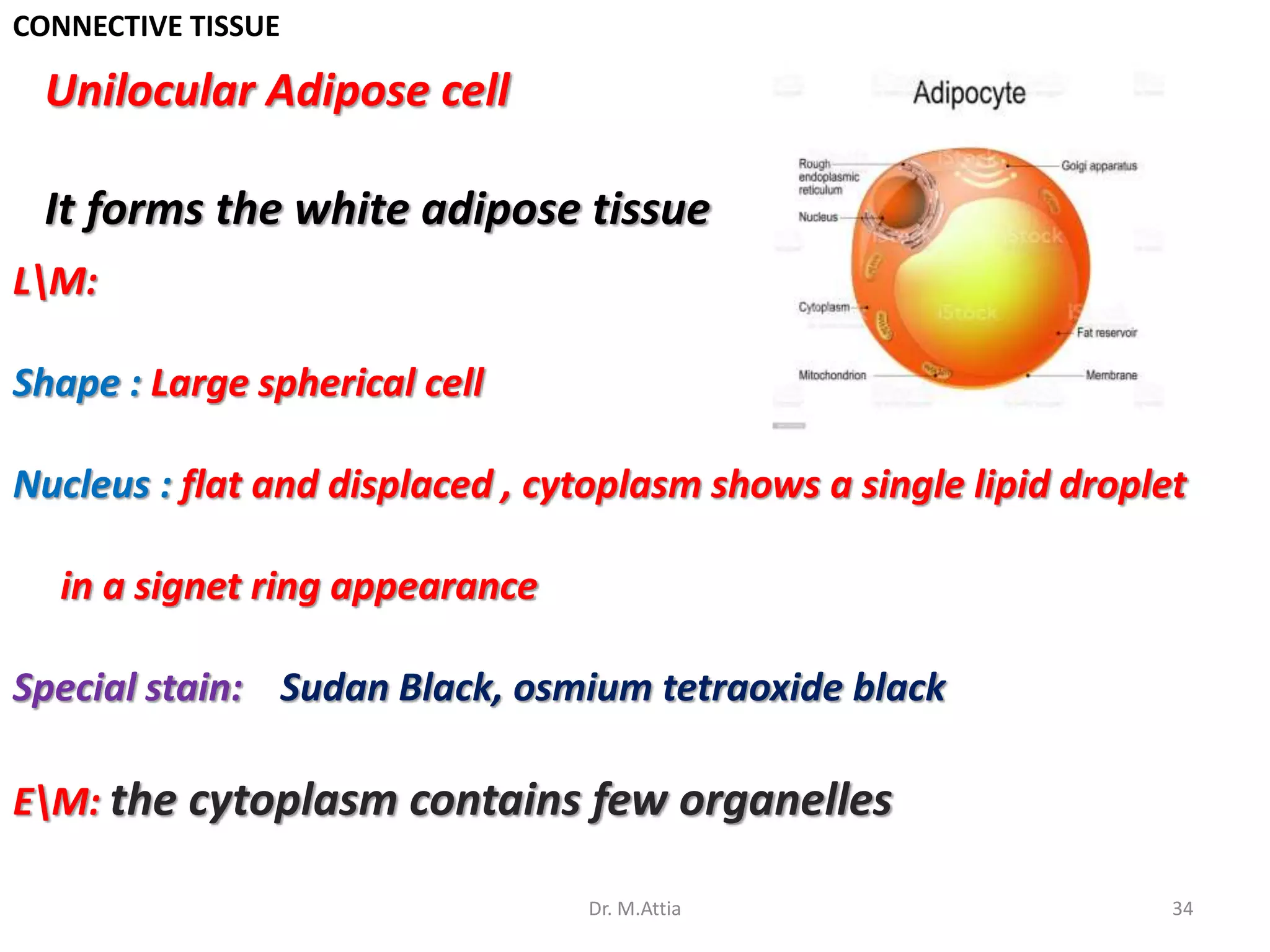 Connective Tissue Fixed Cells Histology | PPTX
