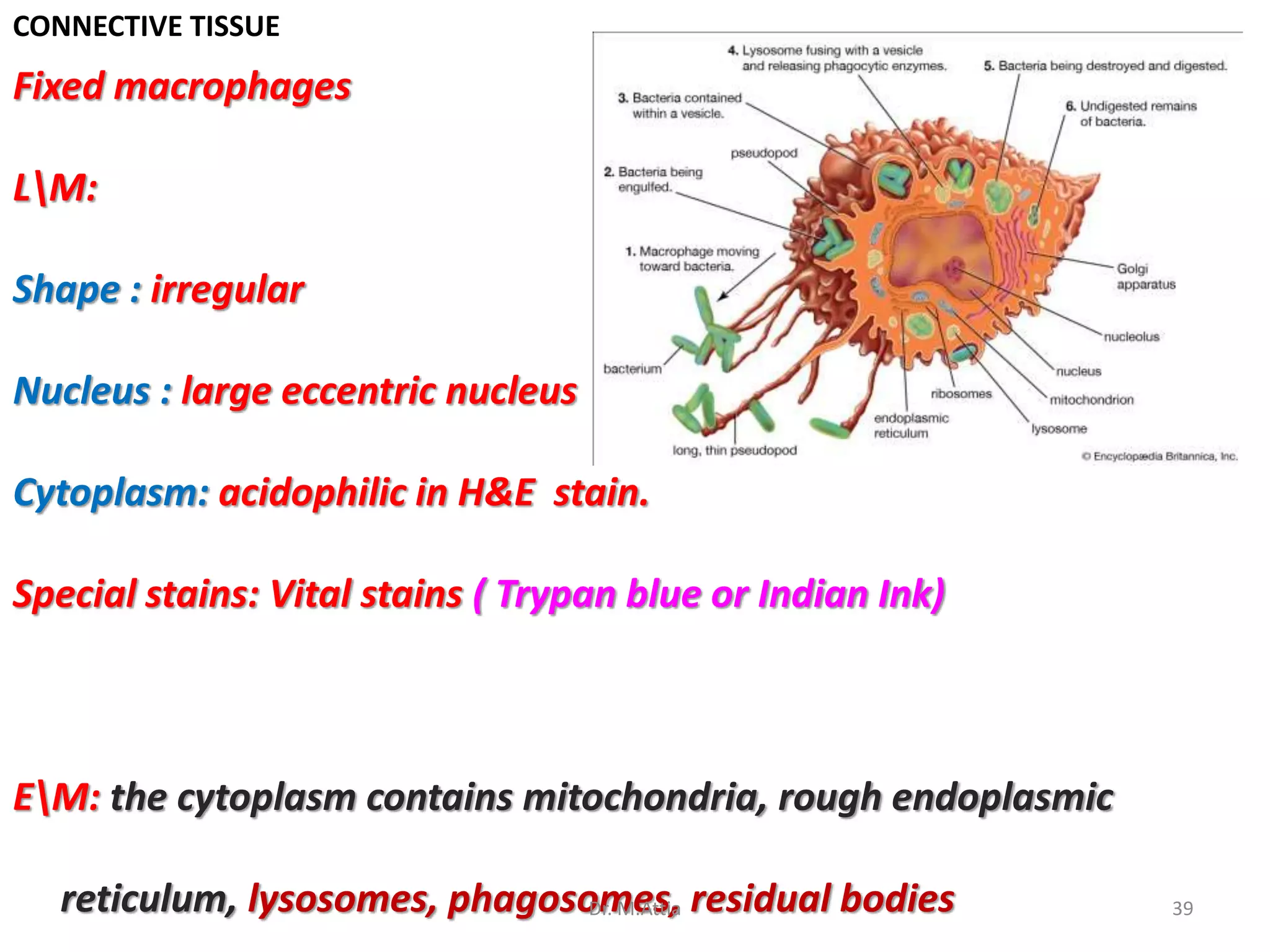 Connective Tissue Fixed Cells Histology | PPTX