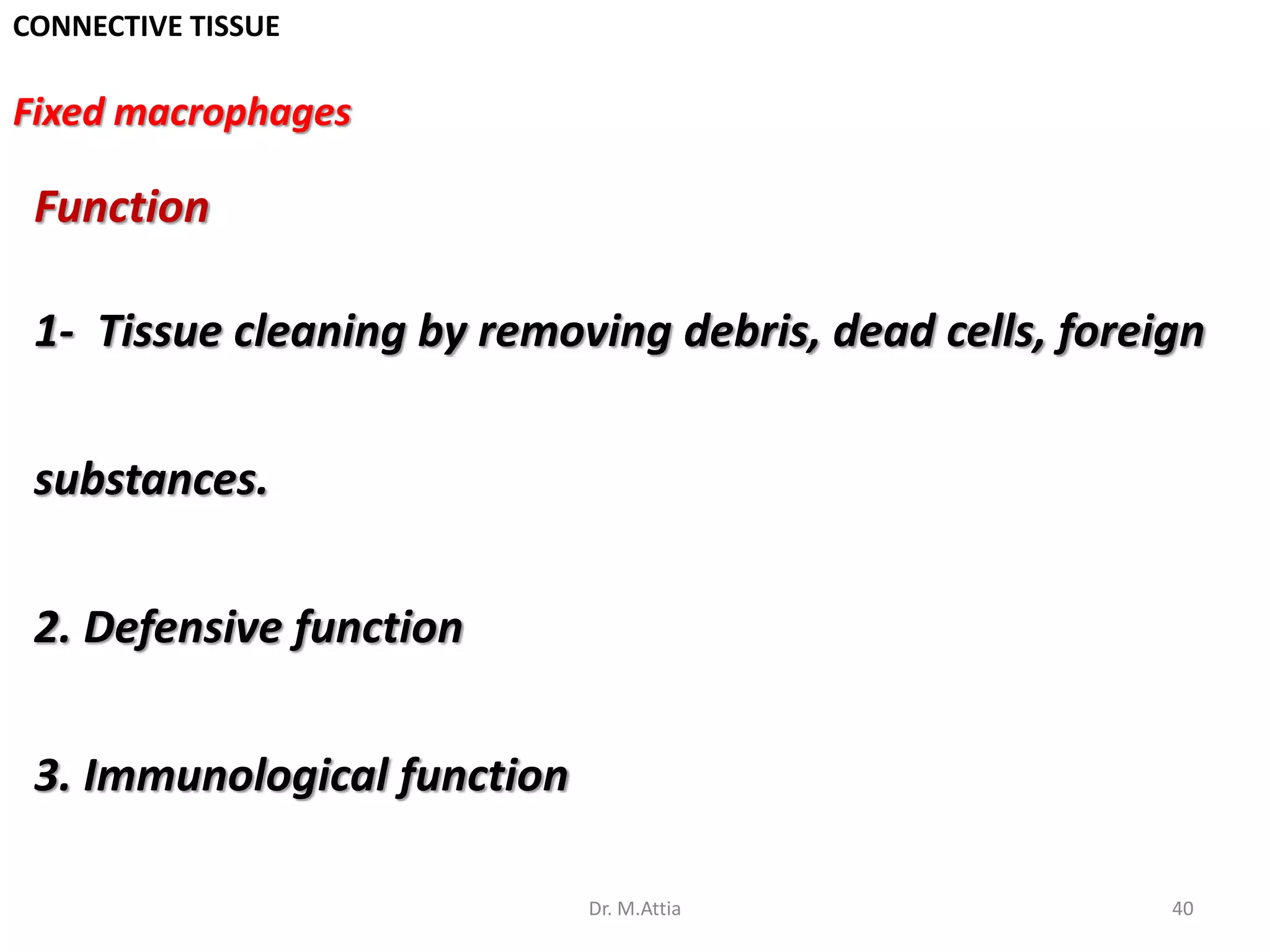Connective Tissue Fixed Cells Histology | PPTX