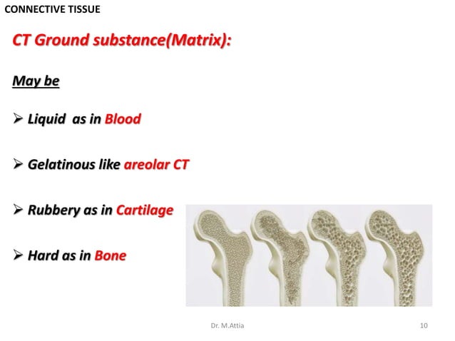 Connective Tissue Fixed Cells Histology | PPT