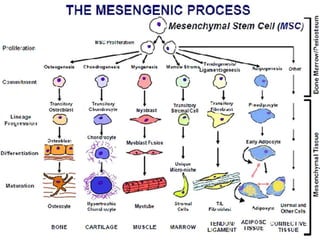 Connective Tissue Fixed Cells Histology | PPTX