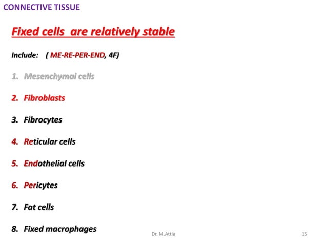 Connective Tissue Fixed Cells Histology | PPT