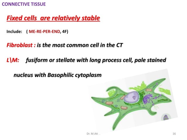 Connective Tissue Fixed Cells Histology | PPT
