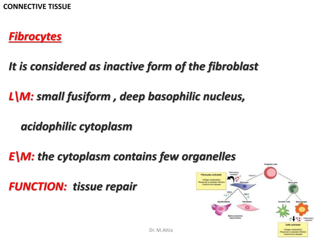 Connective Tissue Fixed Cells Histology | PPT