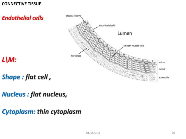 Connective Tissue Fixed Cells Histology | PPT