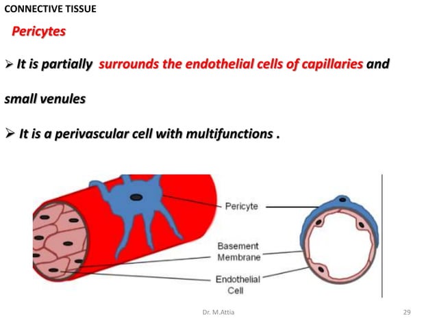Connective Tissue Fixed Cells Histology | PPT
