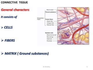 Connective Tissue Fixed Cells Histology | PPTX
