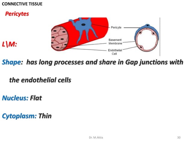 Connective Tissue Fixed Cells Histology | PPT